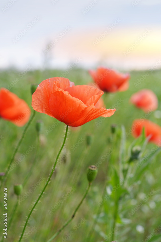 Fotografia do Stock: Poppy Flowers | Adobe Stock