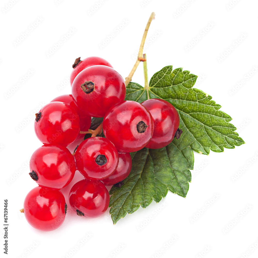 Red currant Stock Photo | Adobe Stock