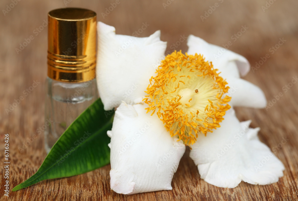 Nageshwar flower of Indian subcontinent with essence bottle Stock Photo ...
