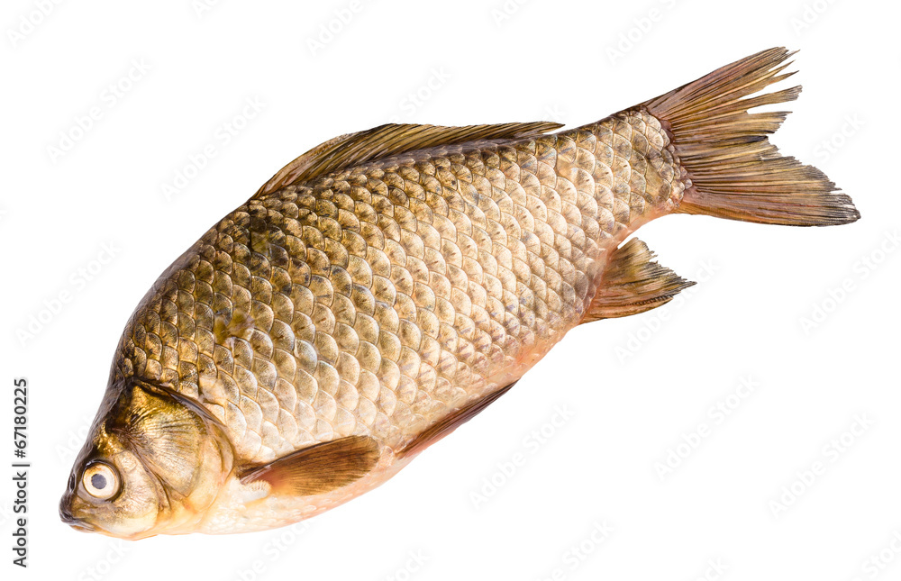 crucian isolated on white background Stock Photo | Adobe Stock