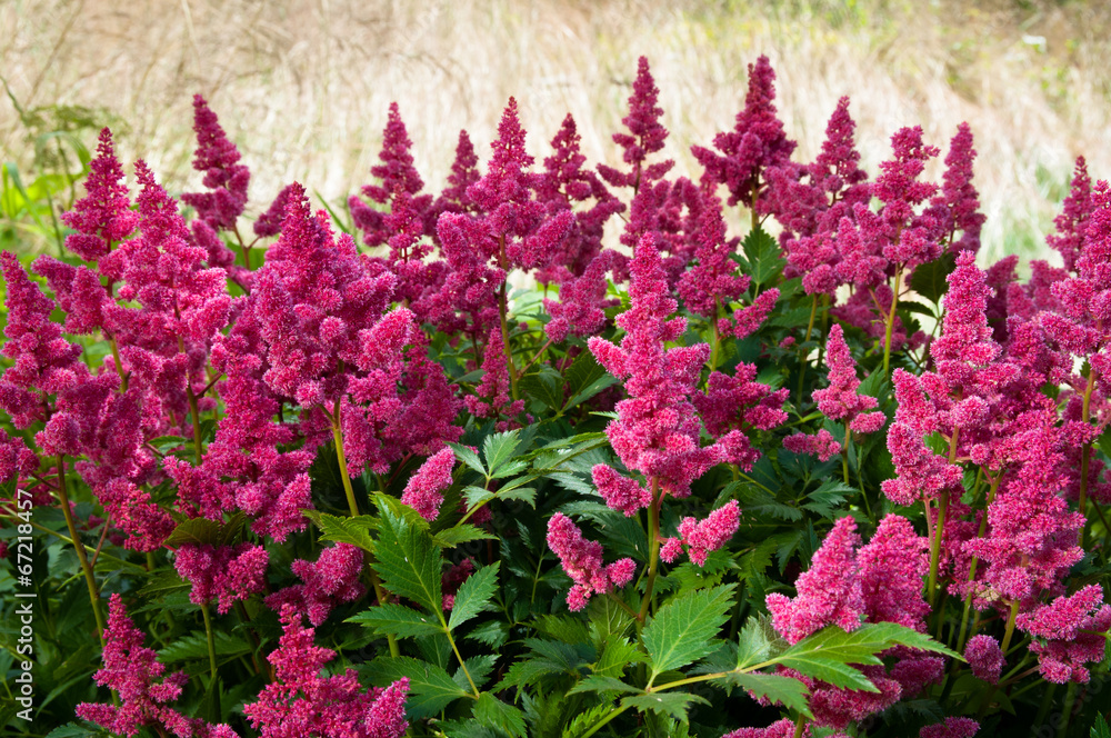 Pink Astilbe (False Spirea), Copy Space, Horizontal Stock Photo | Adobe ...