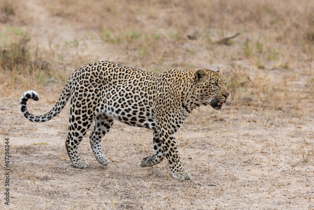 Big male leopard walking in nature to mark his territory Stock Photo ...