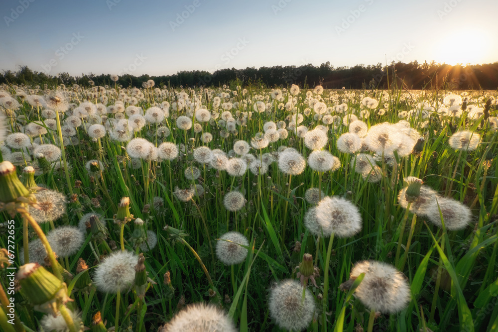 dandelion field at sunset Stock Photo | Adobe Stock