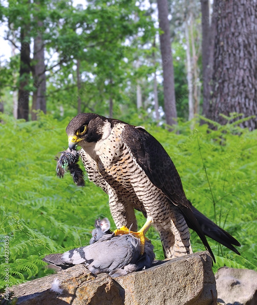 Halcón peregrino cazando. foto de Stock | Adobe Stock