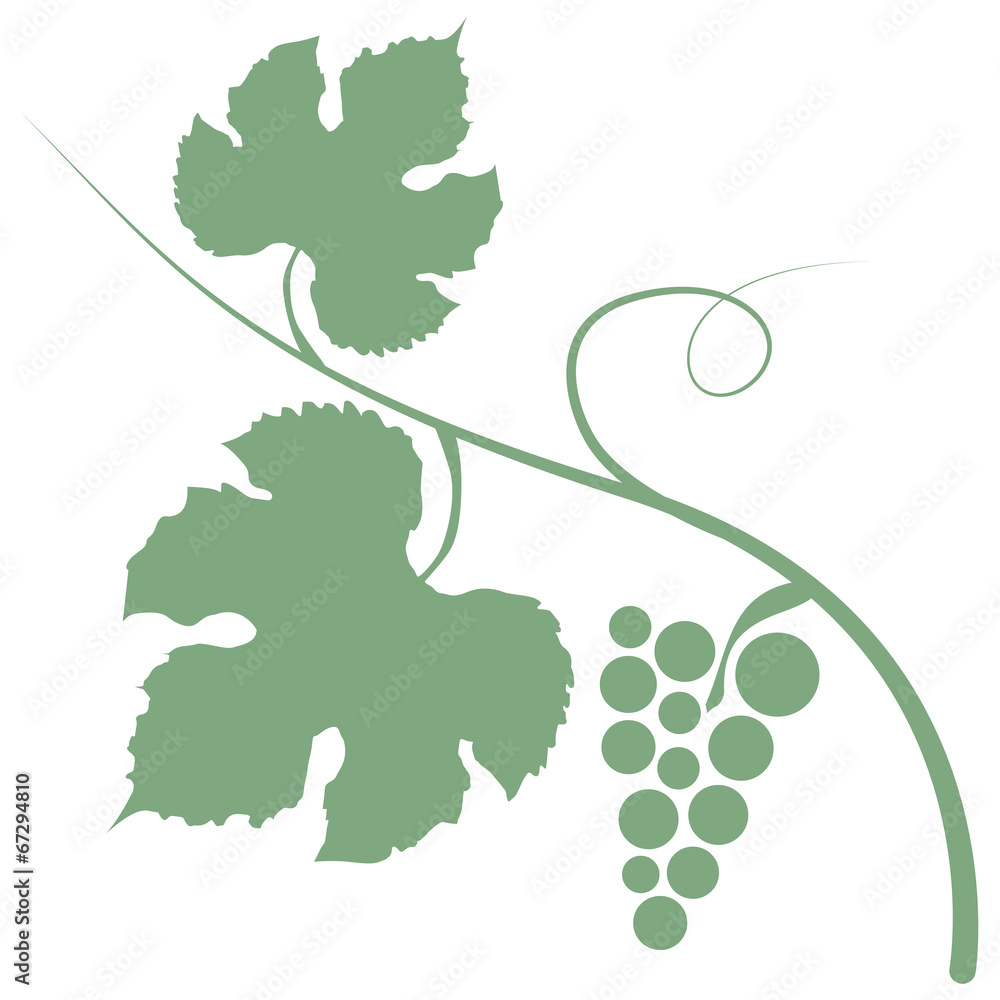 Weinrebe Weißwein vector de Stock | Adobe Stock