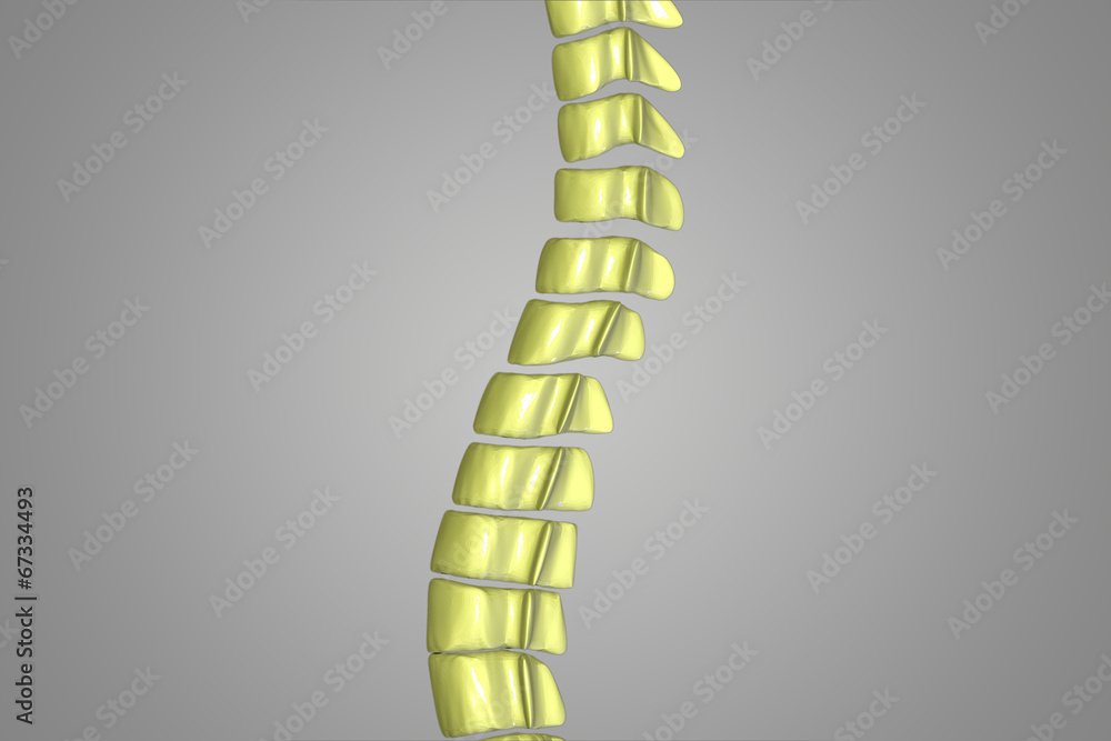 spinal column Stock Illustration | Adobe Stock