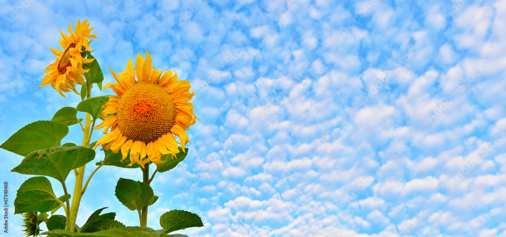 Sunflower background Stock Photo | Adobe Stock