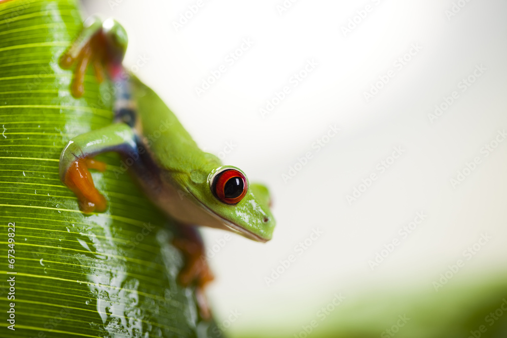 Green tree frog Stock Photo | Adobe Stock