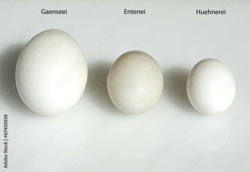 Eiervergleich, Vergleich, Groessenvergleich, Stock-Foto | Adobe Stock