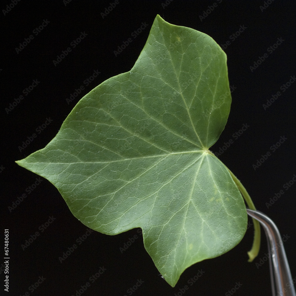 Efeu; Hedera, helix; Blatt; Stock Photo | Adobe Stock
