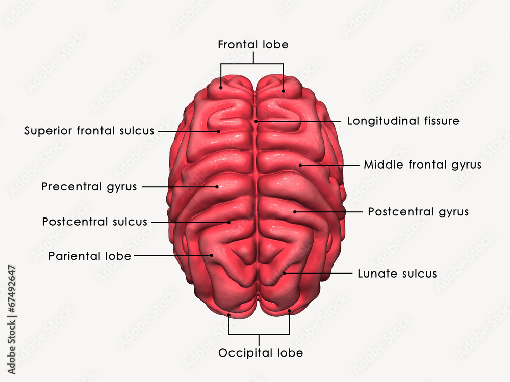 Human Brain labelled Stock Illustration | Adobe Stock