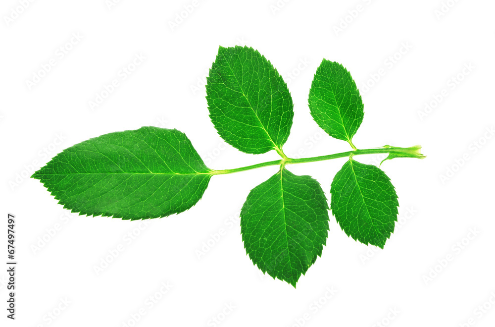Rose leaves isolated on white background with clipping path Stock Photo ...