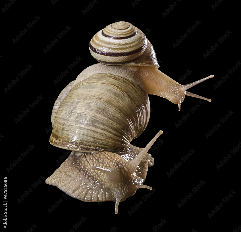 Snails Stock-Foto | Adobe Stock