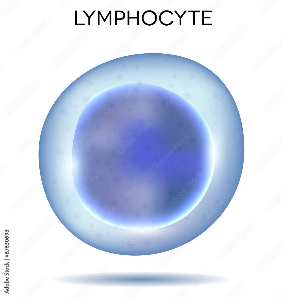 Human blood cell Lymphocyte Stock Vector | Adobe Stock
