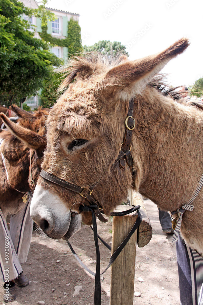 esel portrait Stock Photo | Adobe Stock