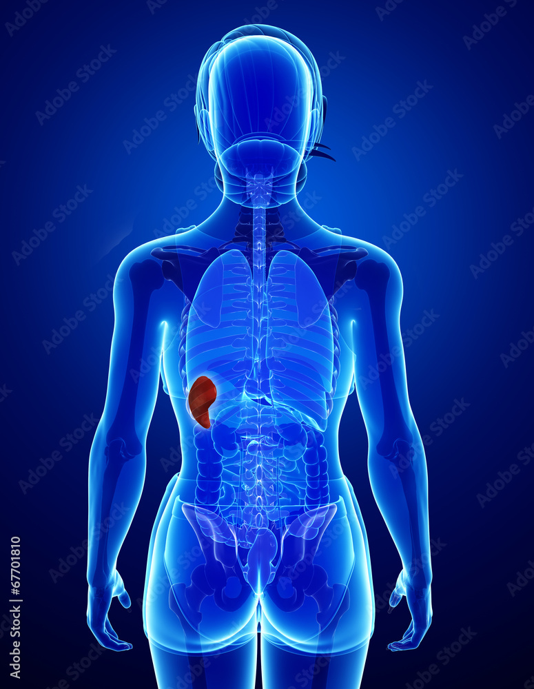 Female spleen anatomy Stock Illustration | Adobe Stock