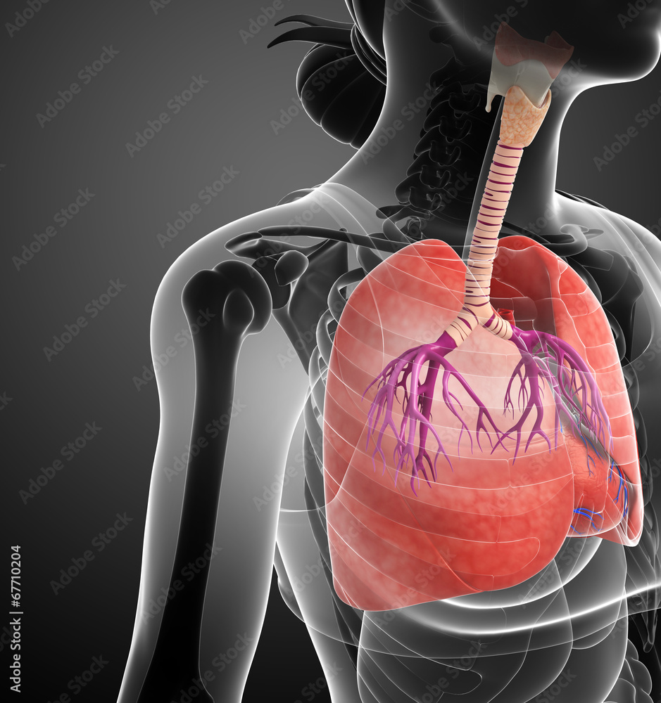 Female lungs anatomy Stock Illustration | Adobe Stock