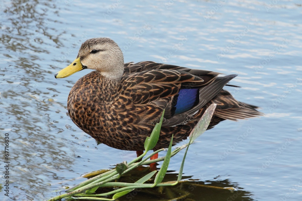 Mottled Duck In The Florida Everglades Stock Photo | Adobe Stock