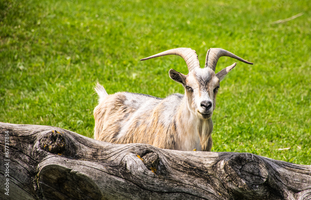Ziegenbock Stock-Foto | Adobe Stock