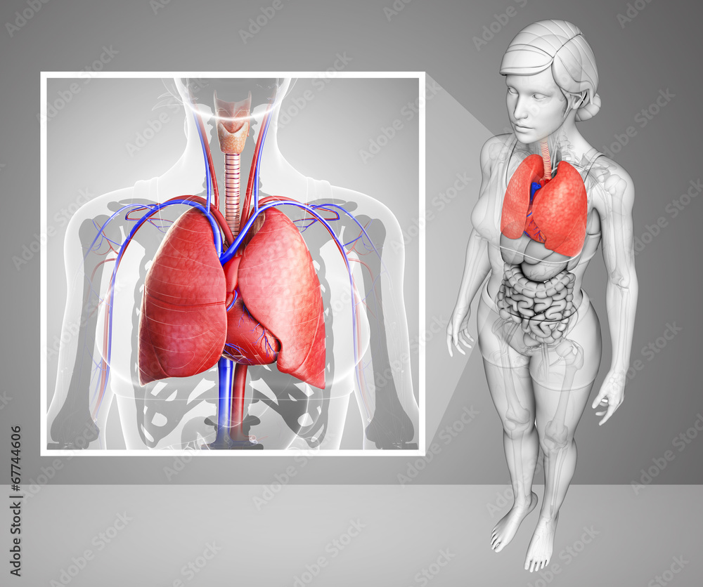 Female lungs anatomy Stock Illustration | Adobe Stock