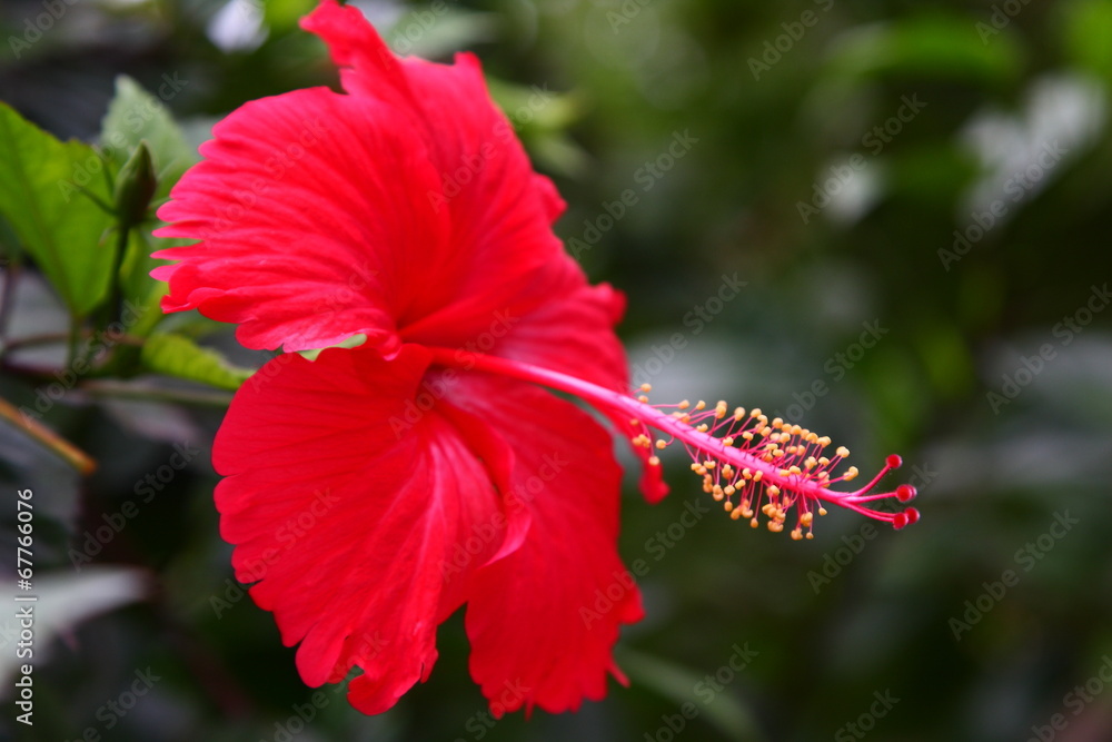 Hebiscus flower Stock Photo | Adobe Stock