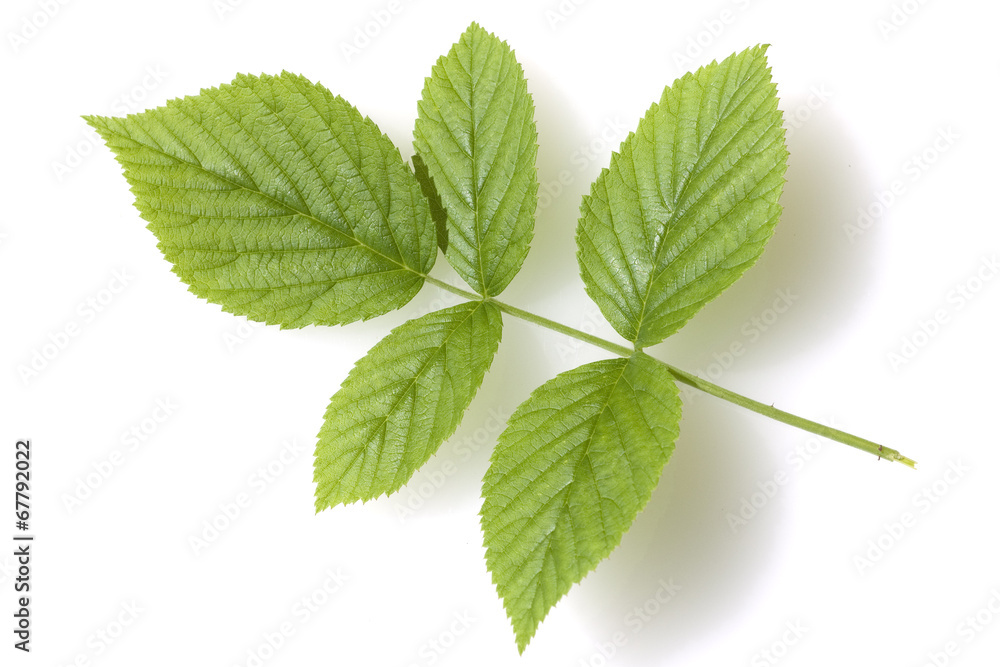 Himbeerblaetter, Rubus, idaeus, Stock-Foto | Adobe Stock