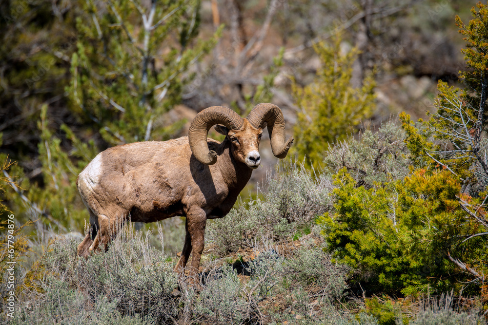 Big Horn Ram full body portrait Stock Photo | Adobe Stock