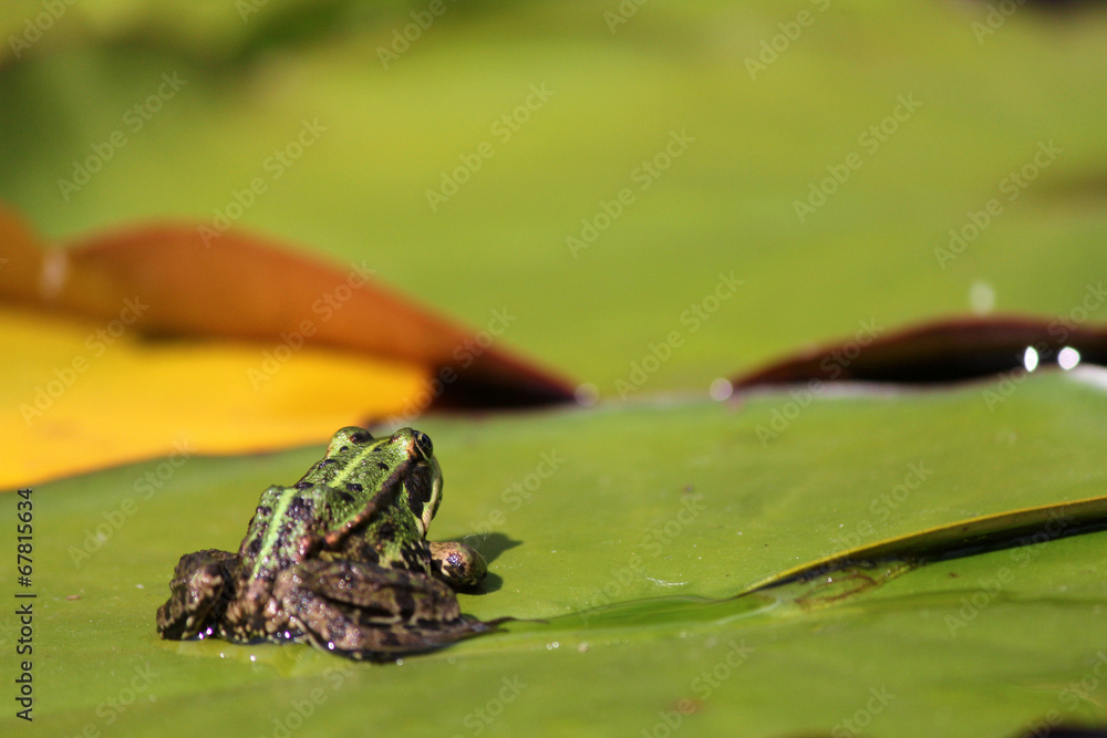 Frosch Auf Seerosenblatt Clipart