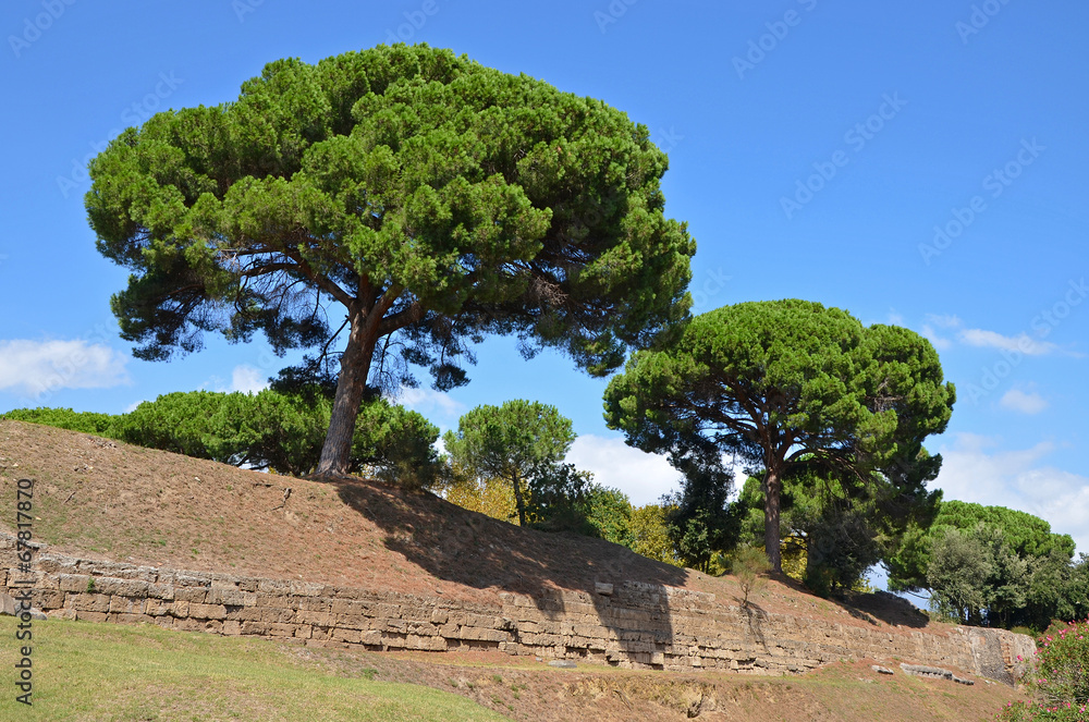 Giant pine trees (Pinus pinea) Stock Photo | Adobe Stock