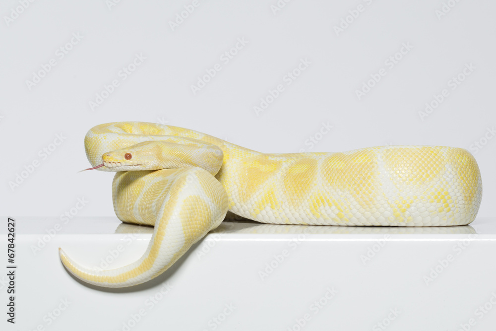 Albino Königspython wartet auf Beute Stock-Foto | Adobe Stock