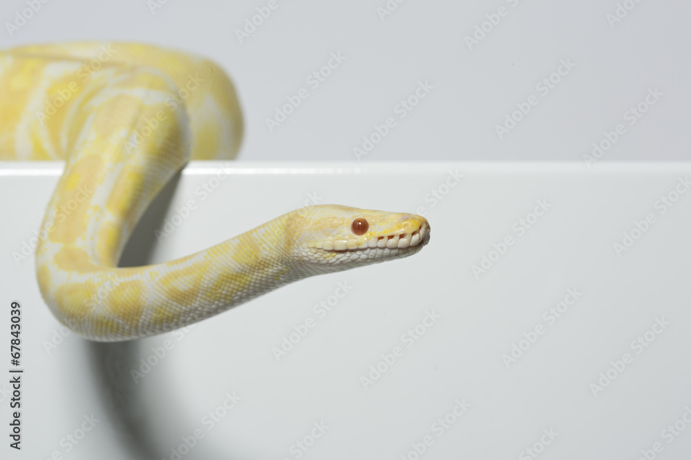 Albino Königspython im Studio Stock-Foto | Adobe Stock