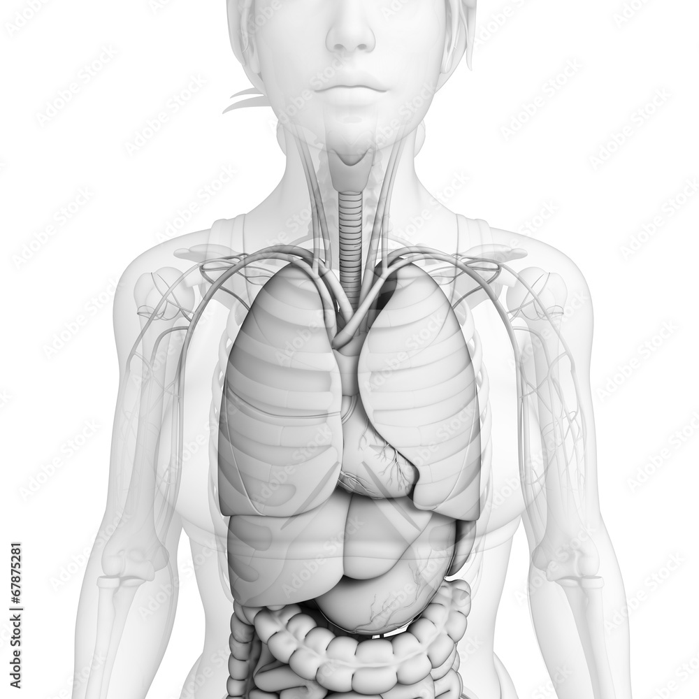 Digestive system of female body Stock Illustration | Adobe Stock