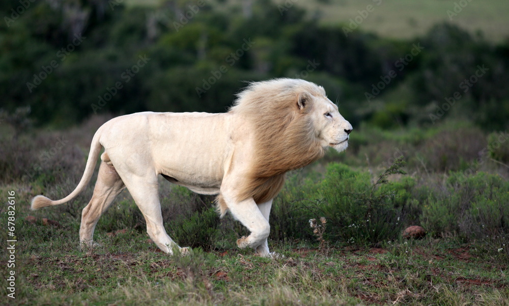 Pure White Lion