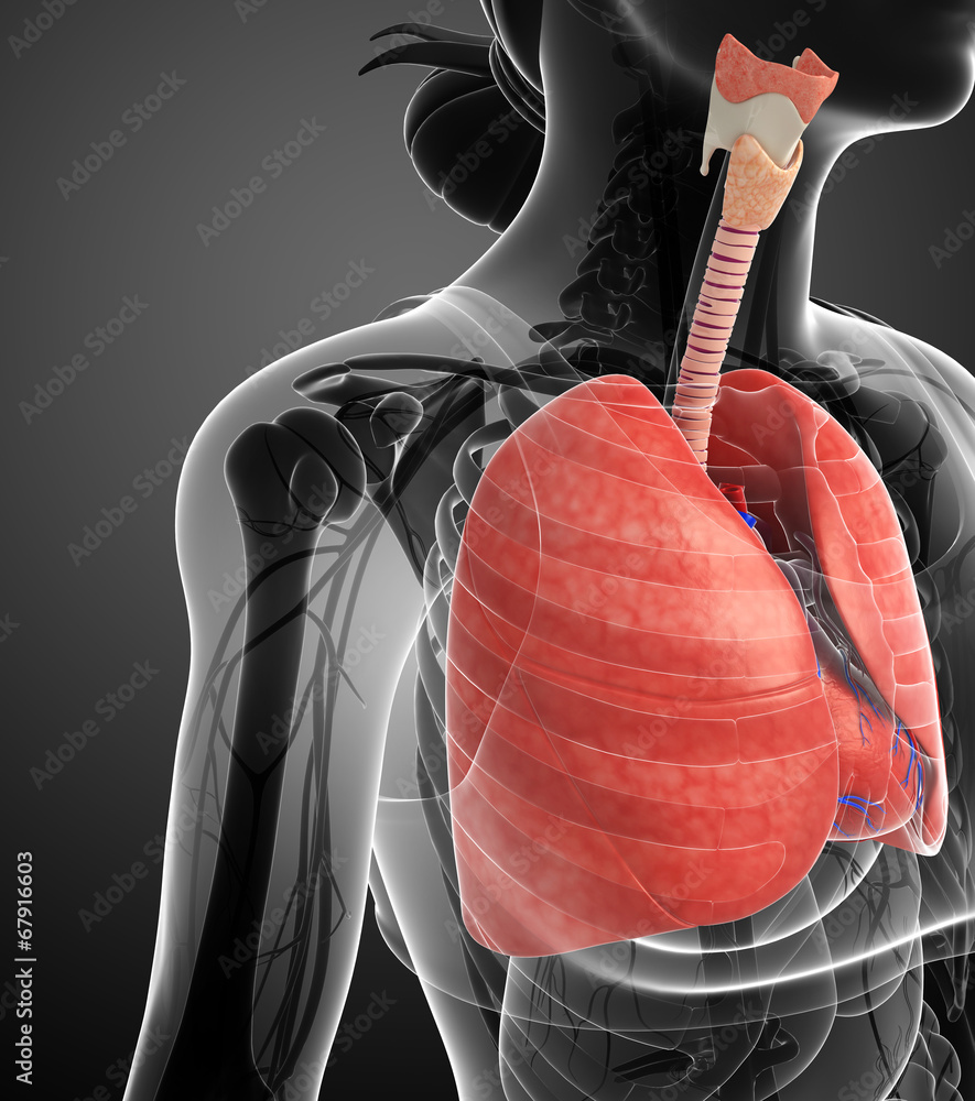 Female lungs anatomy Stock Illustration | Adobe Stock