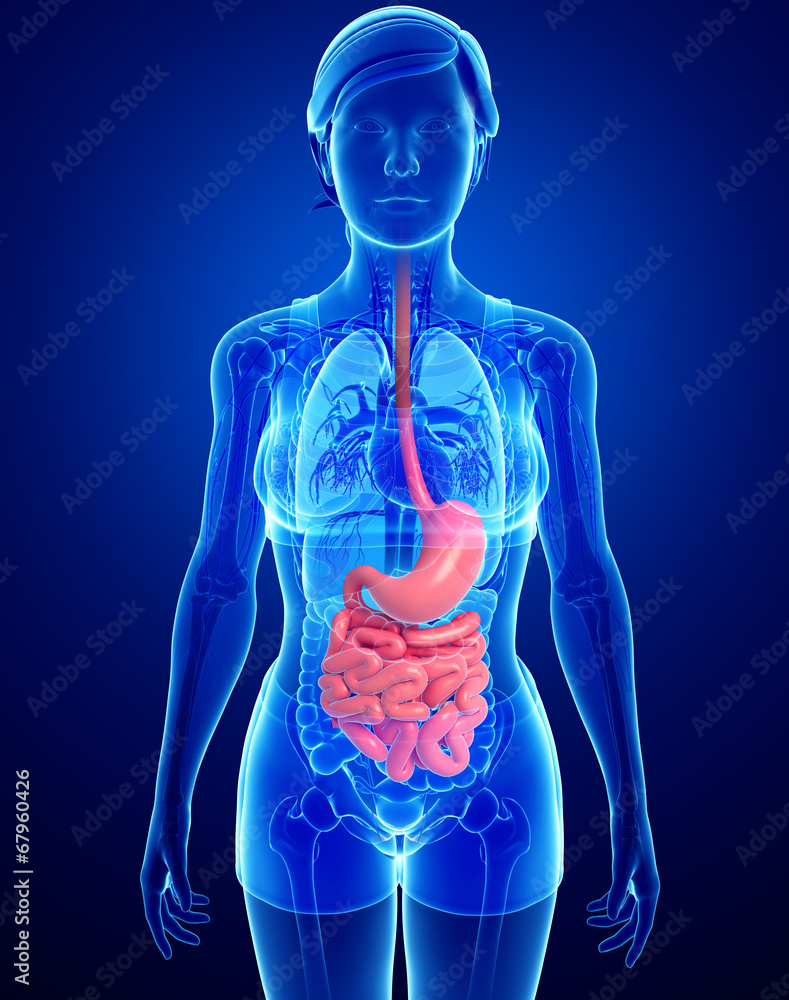 Small intestine anatomy of female Stock Illustration | Adobe Stock