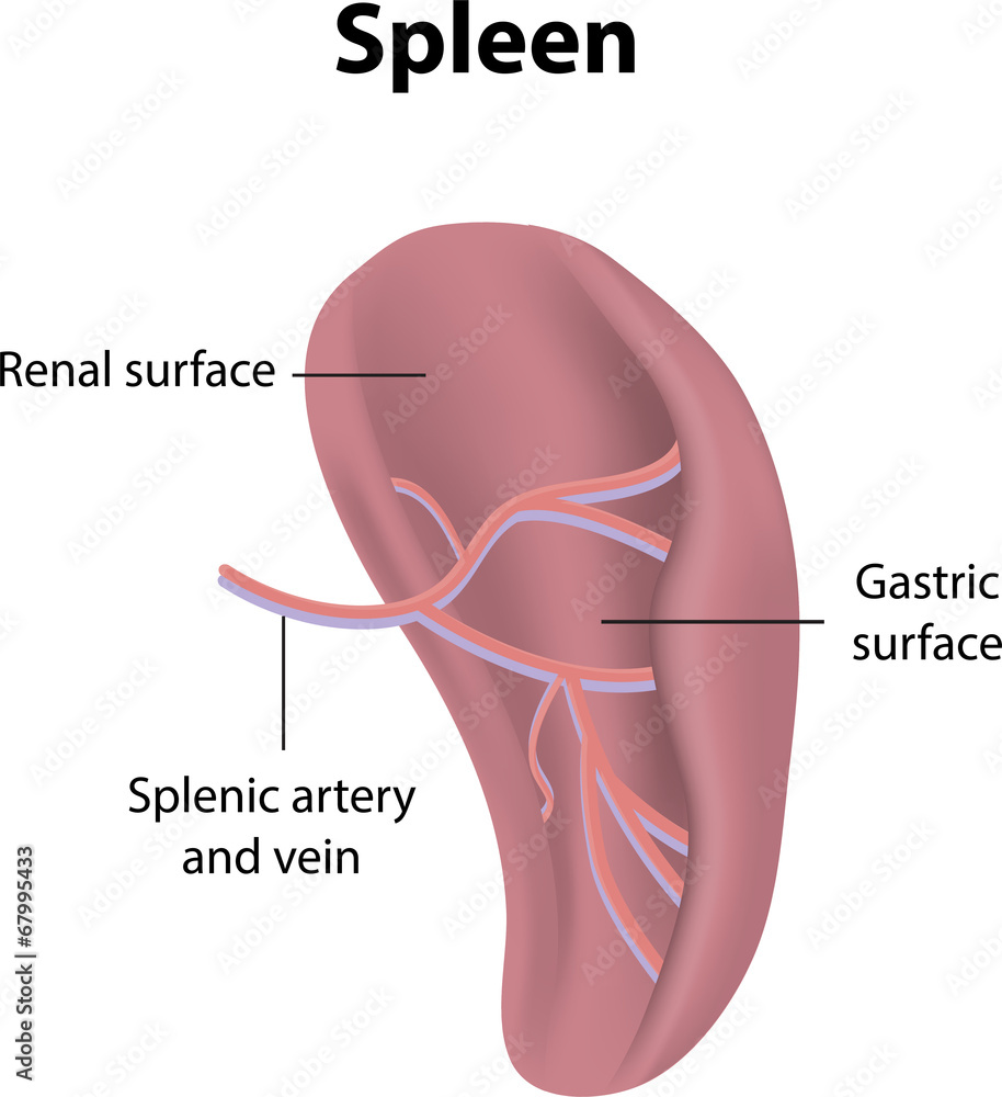 Spleen Labeled Diagram Stock Illustration | Adobe Stock
