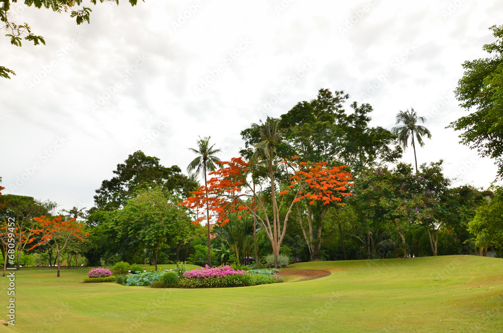Royal Poinciana, Flamboyant, Flame Tree, that is the way of the Stock ...