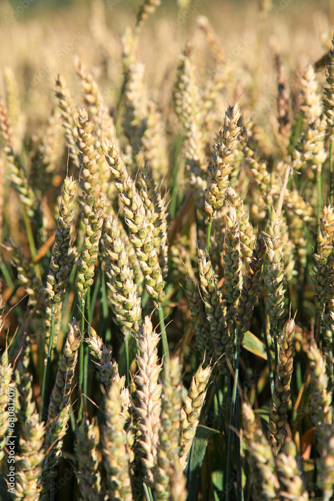espigas de trigo trigal campo de trigo seco amarillo para recoger 2607 ...