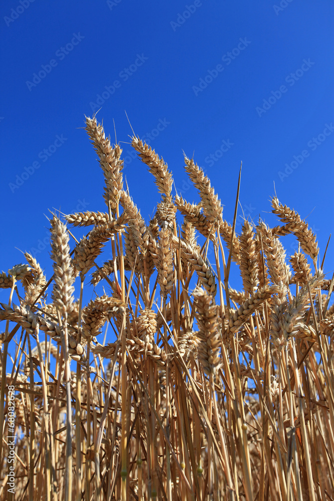 espigas de trigo trigal campo de trigo seco amarillo para recoger 2490 ...