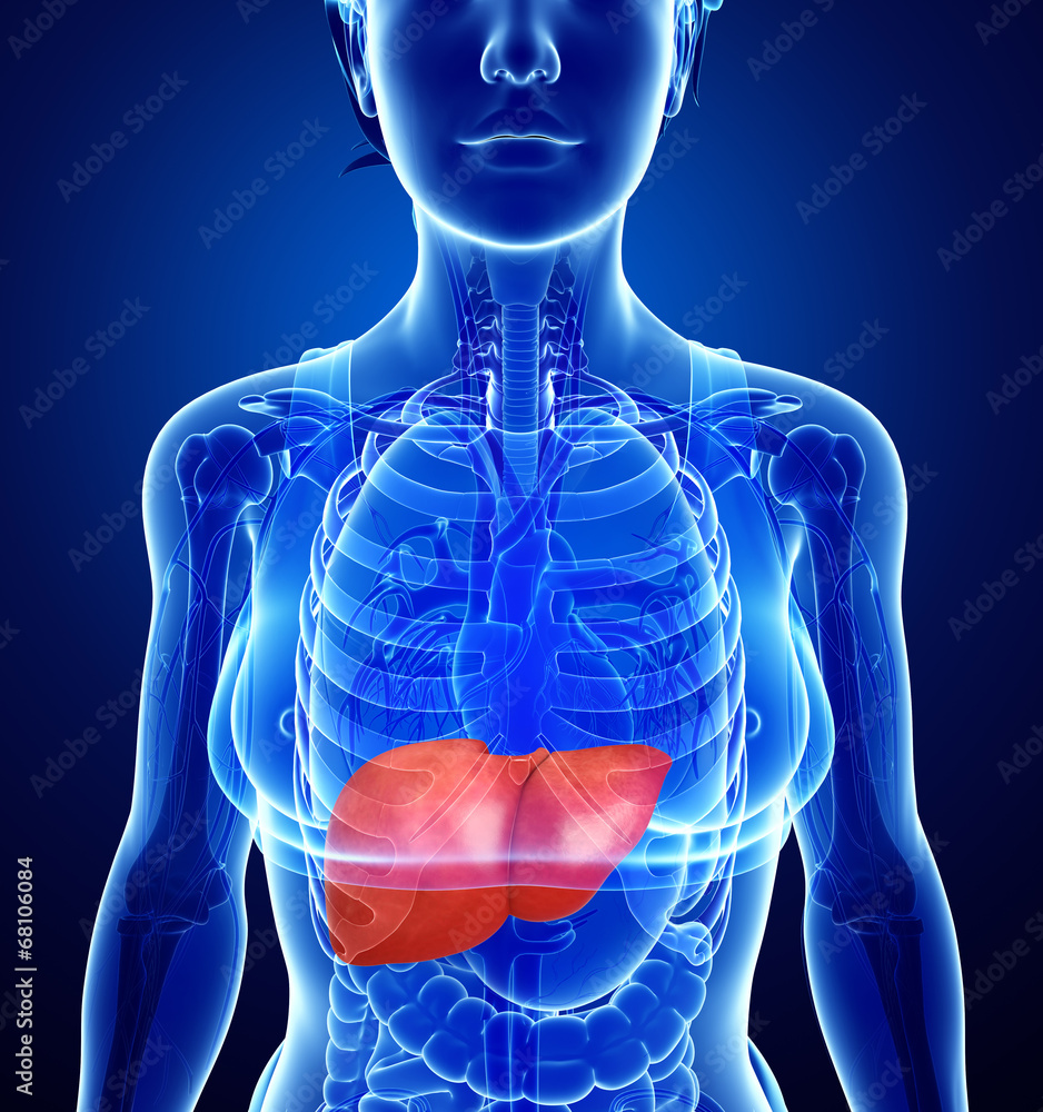 Female liver anatomy Stock Illustration | Adobe Stock