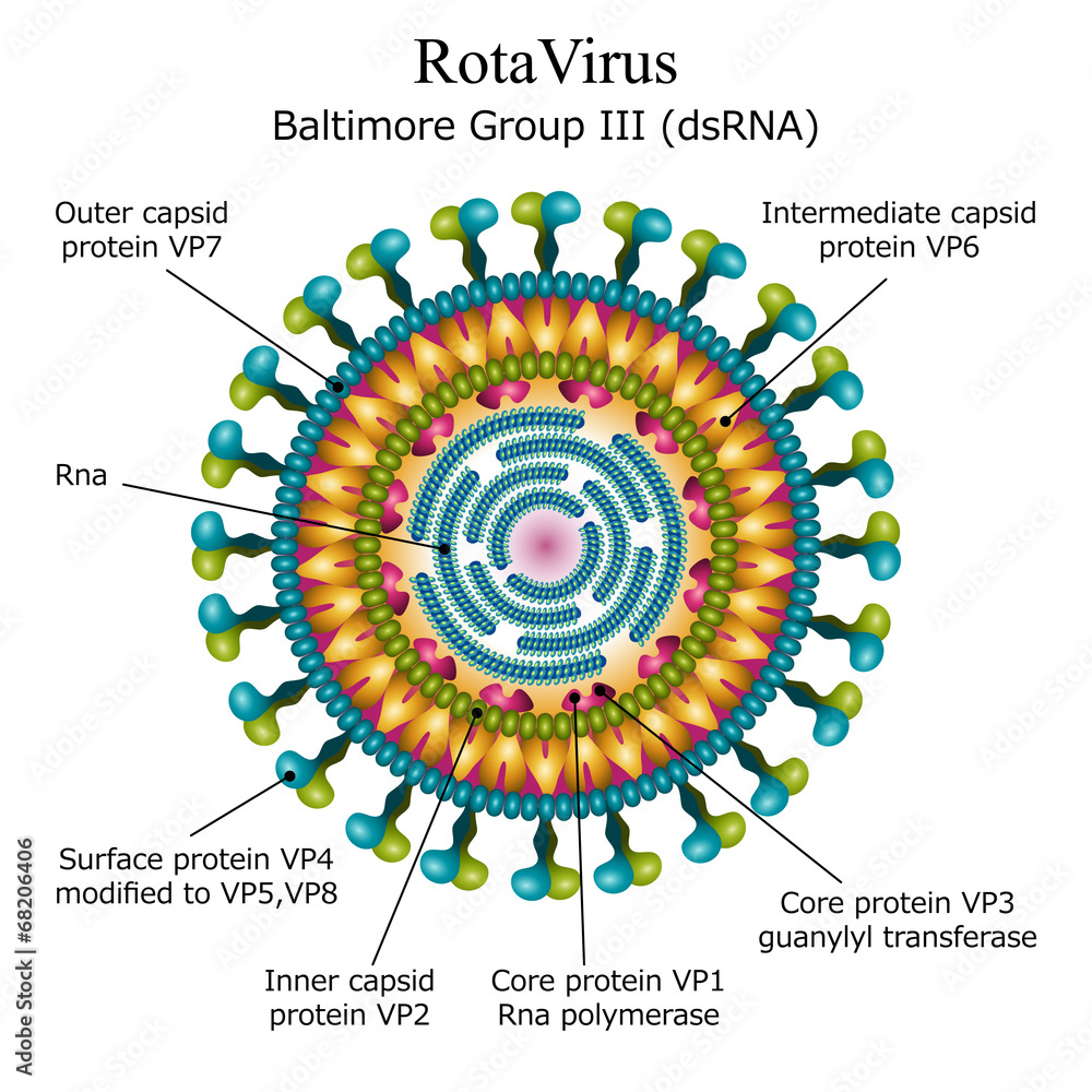 Diagram of Rota virus particle structure Stock Vector | Adobe Stock