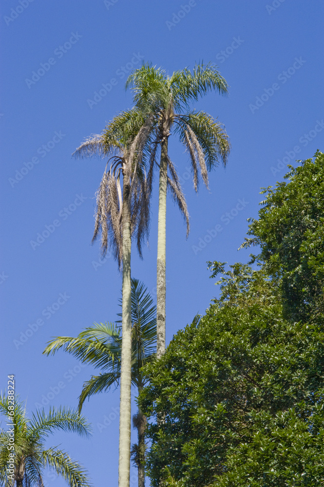 Palmeira do palmito jussara foto de Stock | Adobe Stock