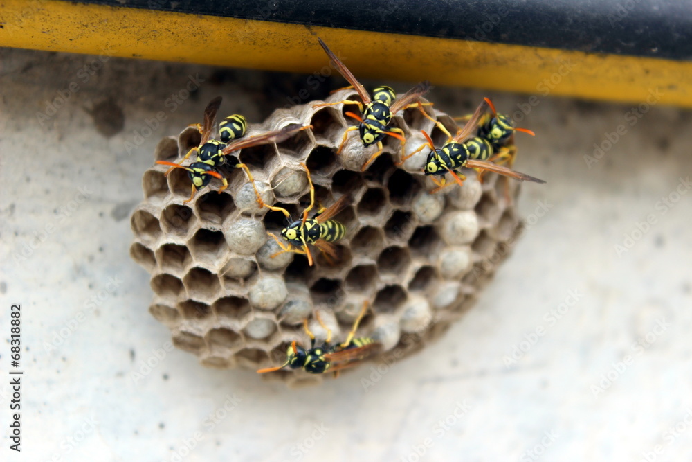 nido di api Stock Photo | Adobe Stock