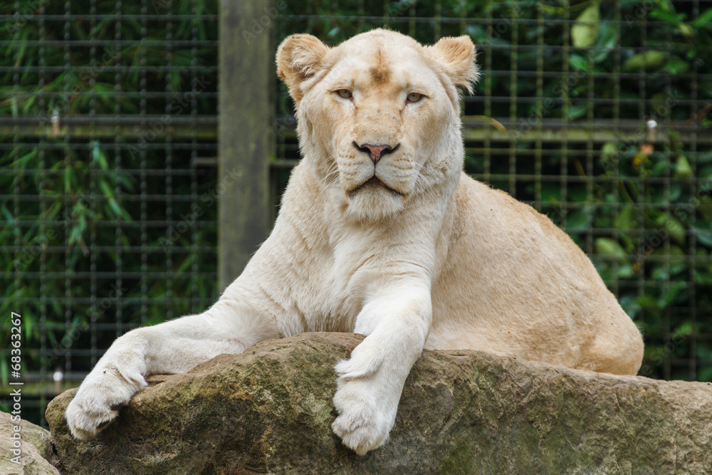 Afrikaanse witte leeuwin, Panthera leo Stock Photo | Adobe Stock