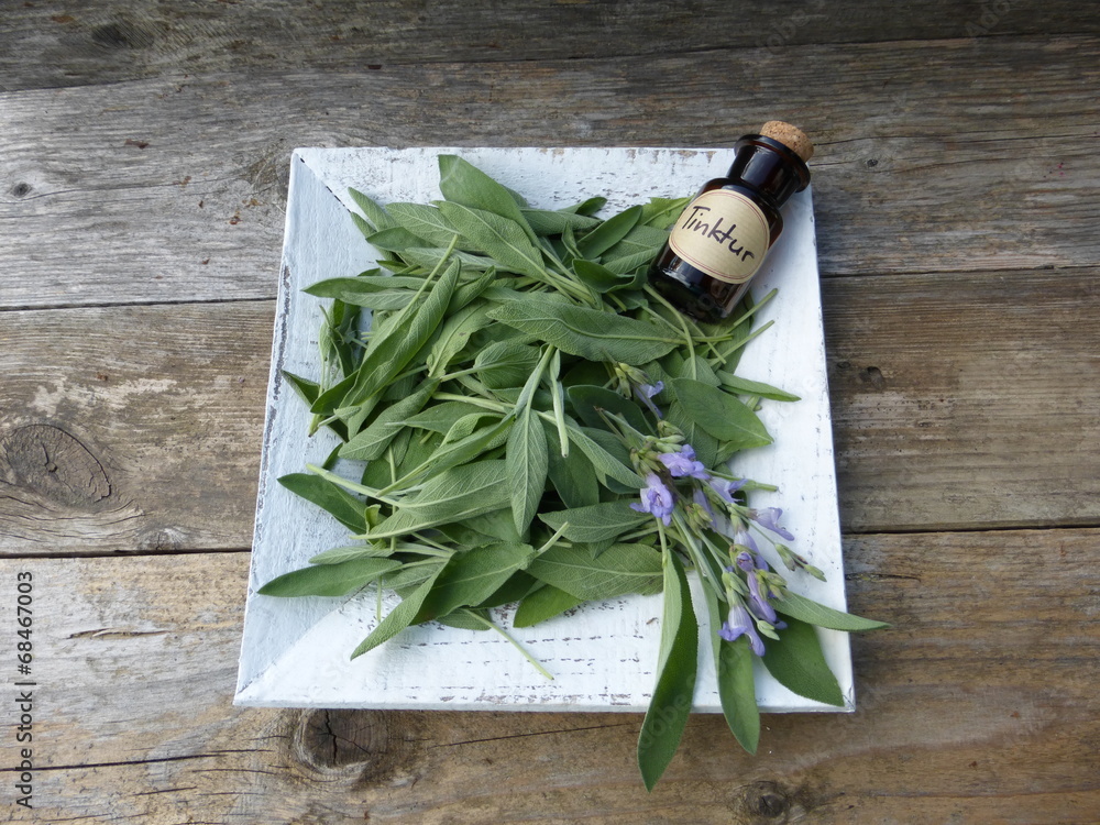 Salbei, Salvia officinalis Stock Photo | Adobe Stock