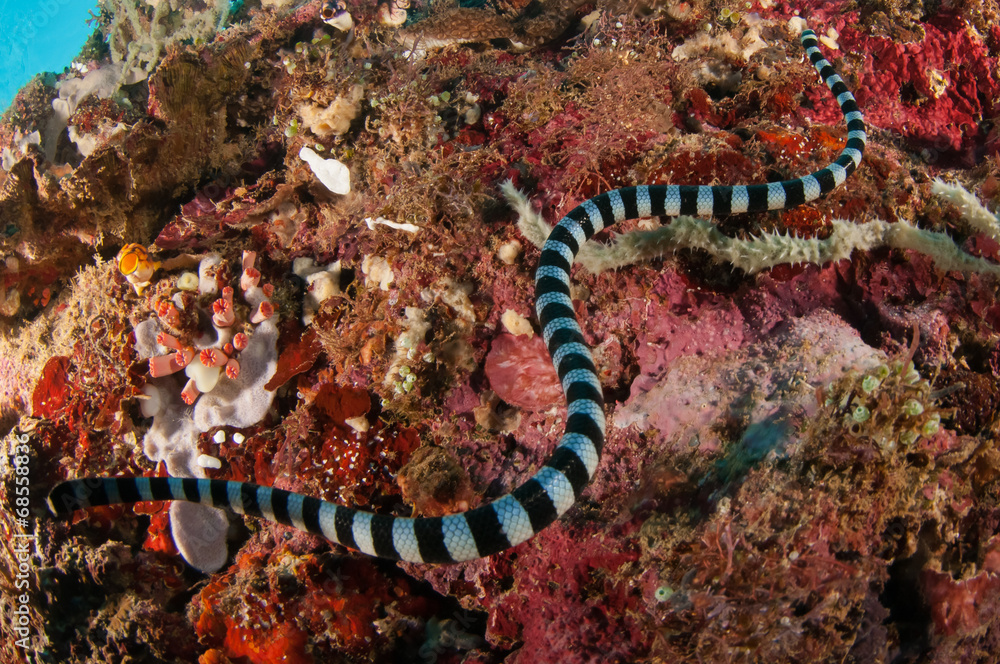 Aquatic sea snake is crawling above the various coral reefs Stock Photo ...