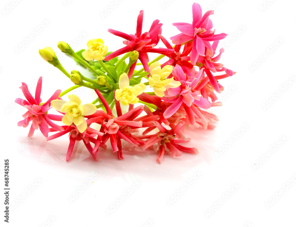 Creeper flower Stock Photo | Adobe Stock