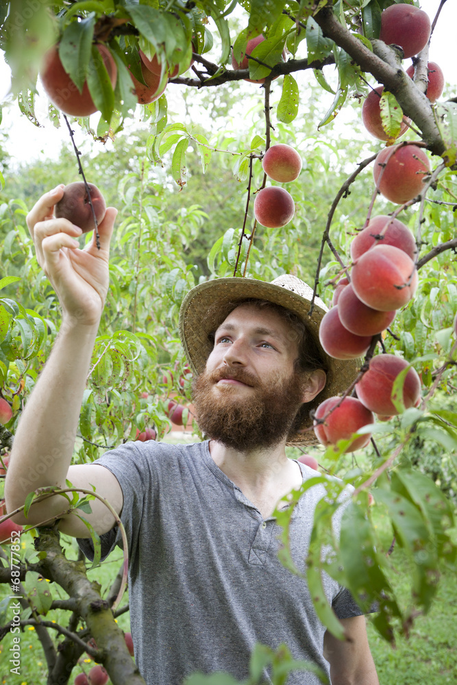 young bearded boy farmer who gathers peaches from the tree Stock Photo ...