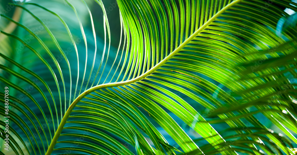 pianta foglie 8142 Stock Photo | Adobe Stock