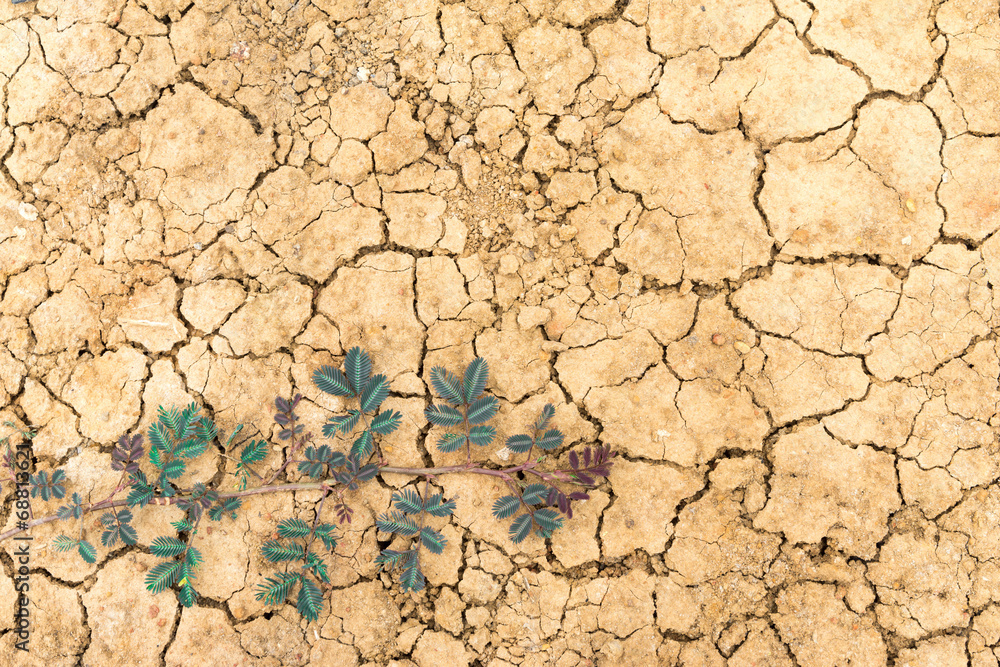 soil background, pattern with climbing plants Stock Photo | Adobe Stock